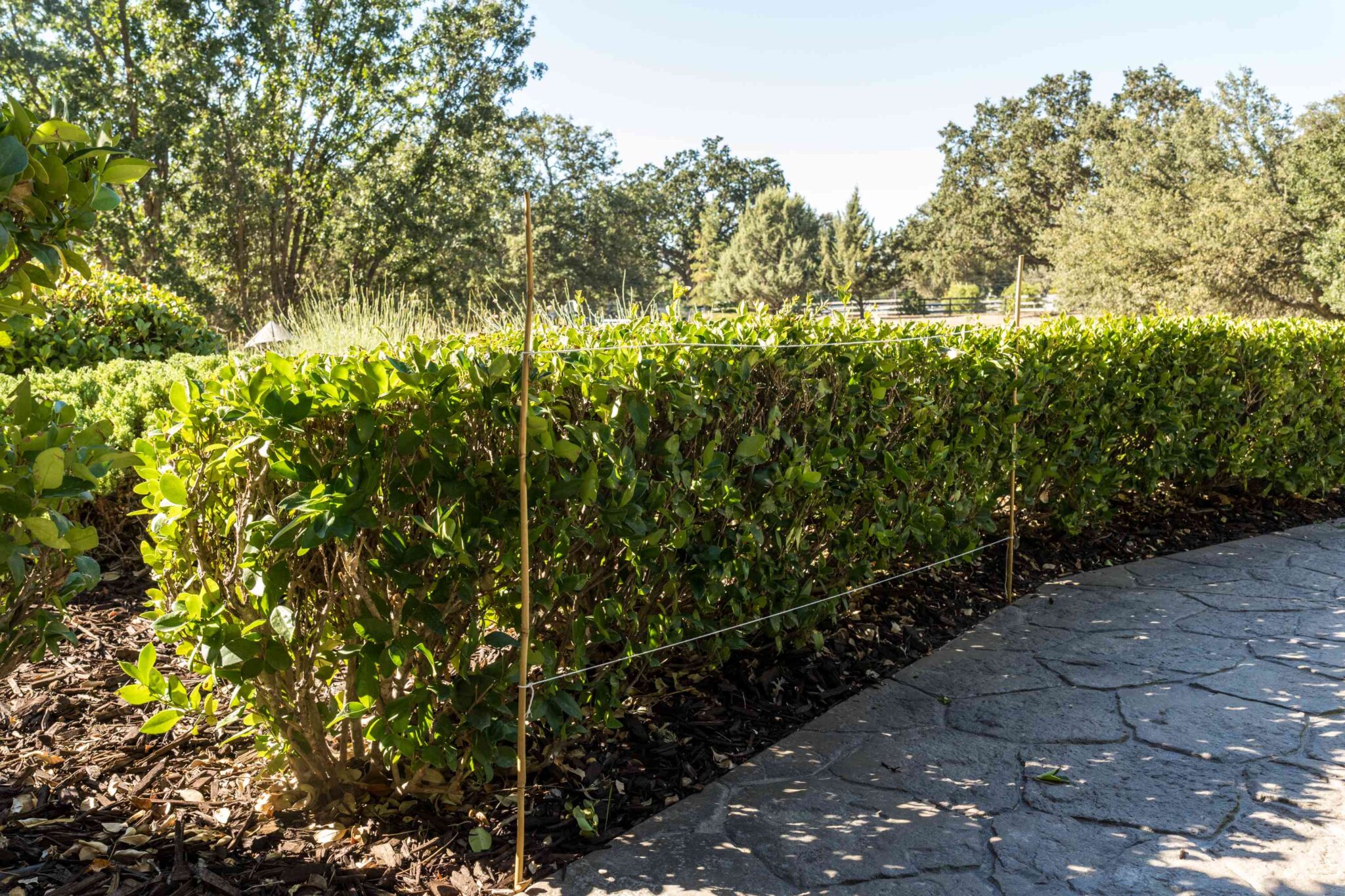 How to Remove Hedges | Guide on How Cutting Hedges 2024